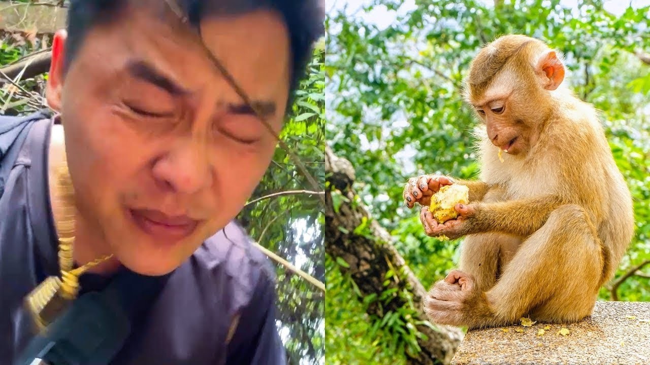 Dad never gave up on search for Monkey Kaka. - YouTube