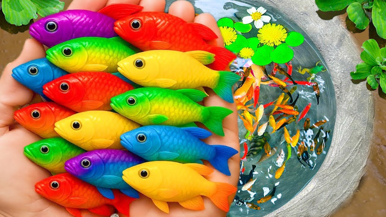 Catch Beautiful Freshwater Aquarium Fish in Flood Fields After Storm ...