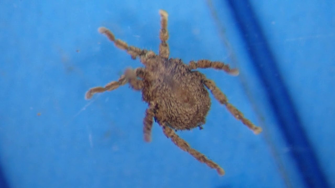 ゴミツケタカラダニの一種Caeculisoma sp. 03 - YouTube