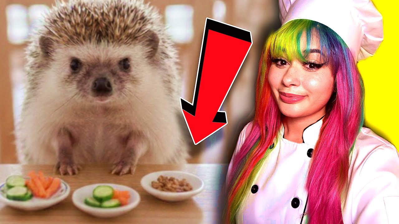 I Prepared MINI MEALS For My HEDGEHOG To TRY For The FIRST TIME! - YouTube