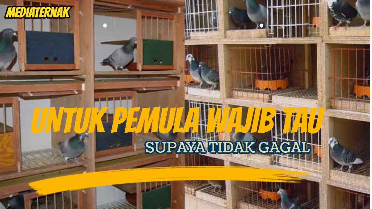CARA TERNAK MERPATI UNTUK PEMULA WAJIB TAU!!! - YouTube
