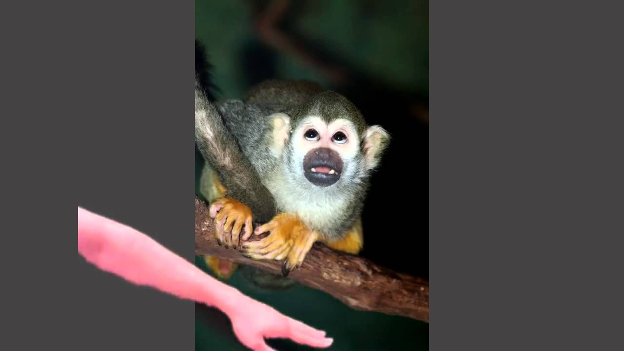 The Digital Babble - Q&A Plus Photo Reviews - Episode 23 - YouTube