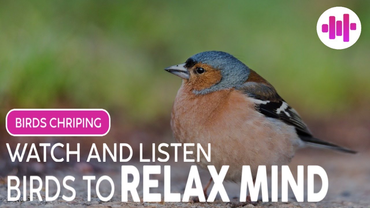 🐦Birds Chirping Relaxing Nature Sound And Video | Relaxing Nature ...