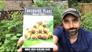 Variety Spotlight: Toothache Plant