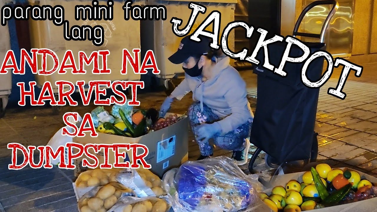 dumpster diving JACKPOT ANDAMI HARVEST SA BASURAHAN PARANG MINI FARM ...