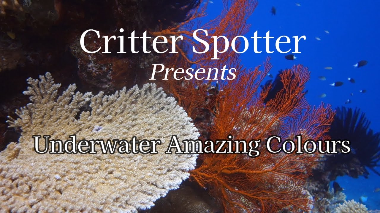 𝗨𝗻𝗱𝗲𝗿𝘄𝗮𝘁𝗲𝗿 𝗔𝗺𝗮𝘇𝗶𝗻𝗴 𝗖𝗼𝗹𝗼𝘂𝗿𝘀 - YouTube