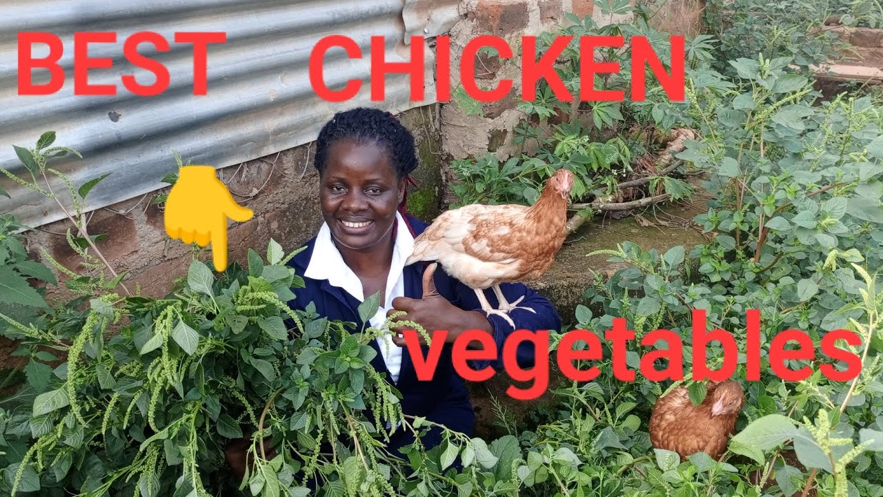 Benefits of green vegetables in poultry farming - YouTube