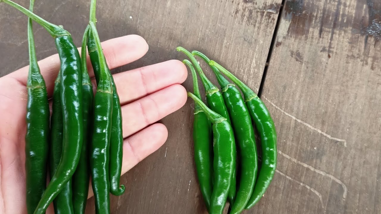 Green chilli my Friends farm new G4 best chilli Nongwoo 7410 chilli ...