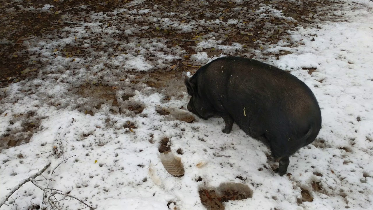 snow_pigs_2.mp4 - YouTube