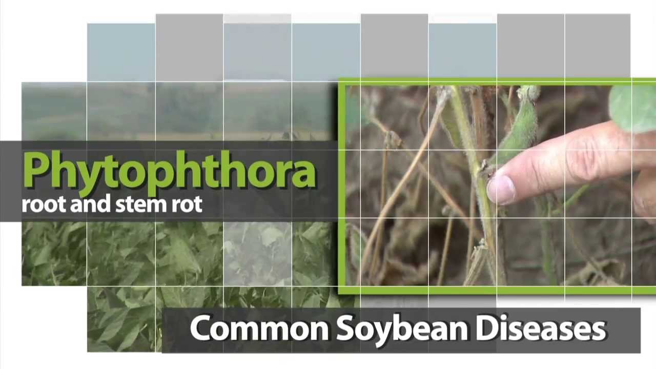 Phytophthora Root and Stem Rot Identification - YouTube