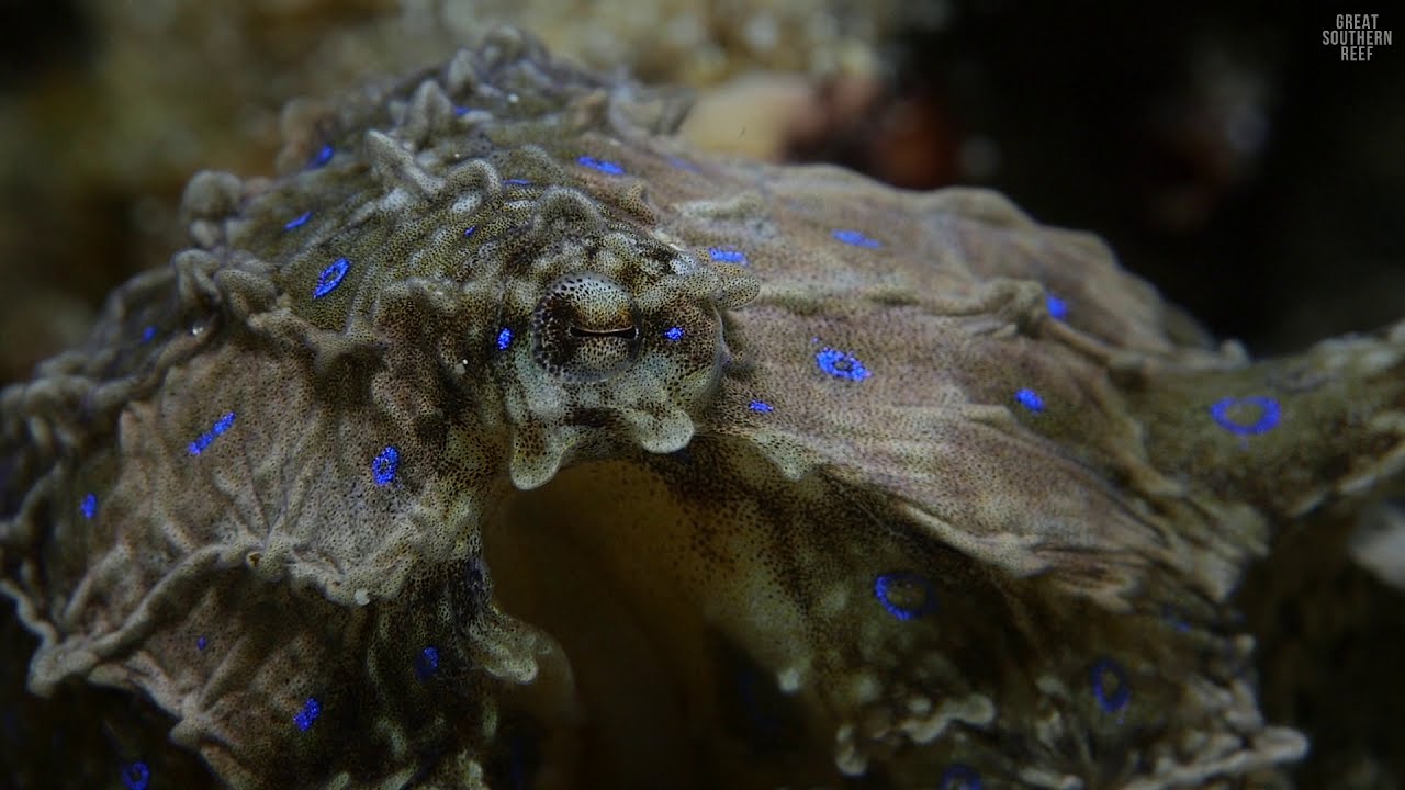 Southern Blue Ringed Octopus