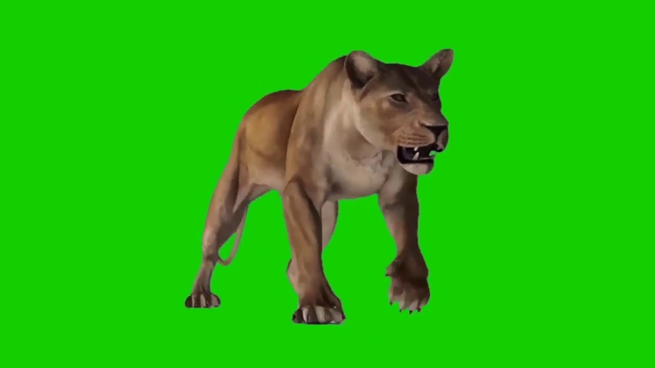 Green Screen - Many Wild Animals - YouTube