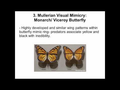 Mimicry (Defensive, Aggressive and Reproductive) (Pre- Honours) - YouTube