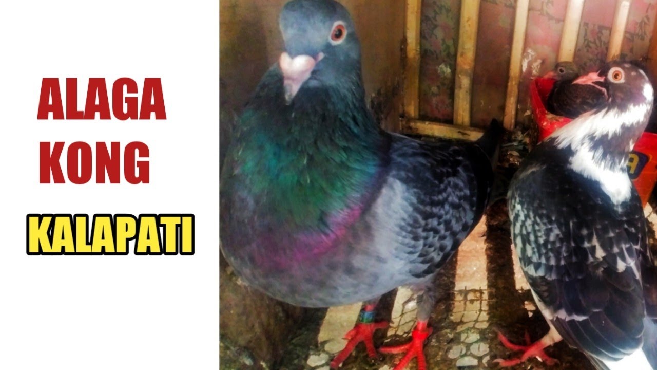 MGA KALAPATI DITO SA LOFT KO | Kalapati Lover - YouTube