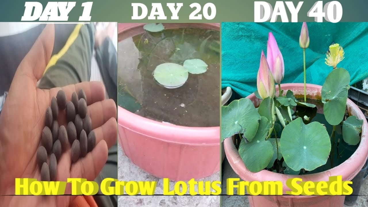 How to Grow Lotus At Home |100% Result |घर पे कमल लगाने का सबसे आसान ...