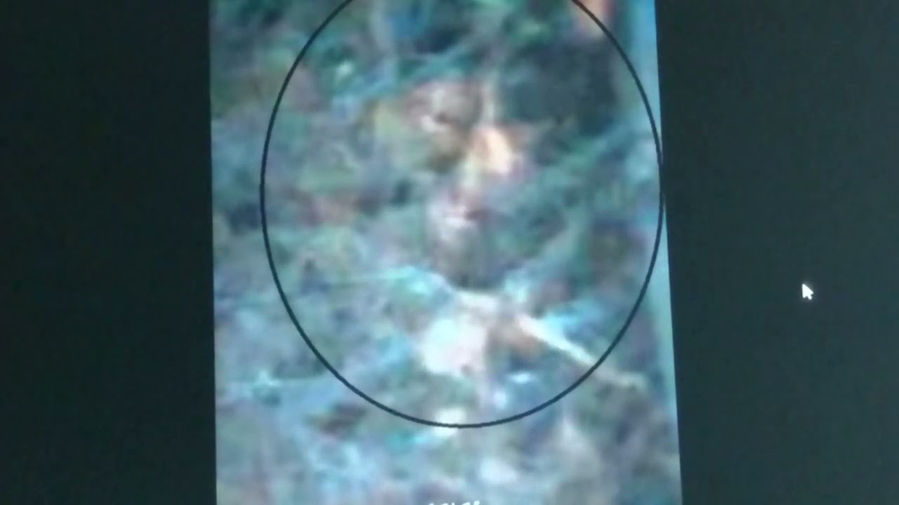 One of the best Dogman pictures ever Captured on Camera... A must see ...