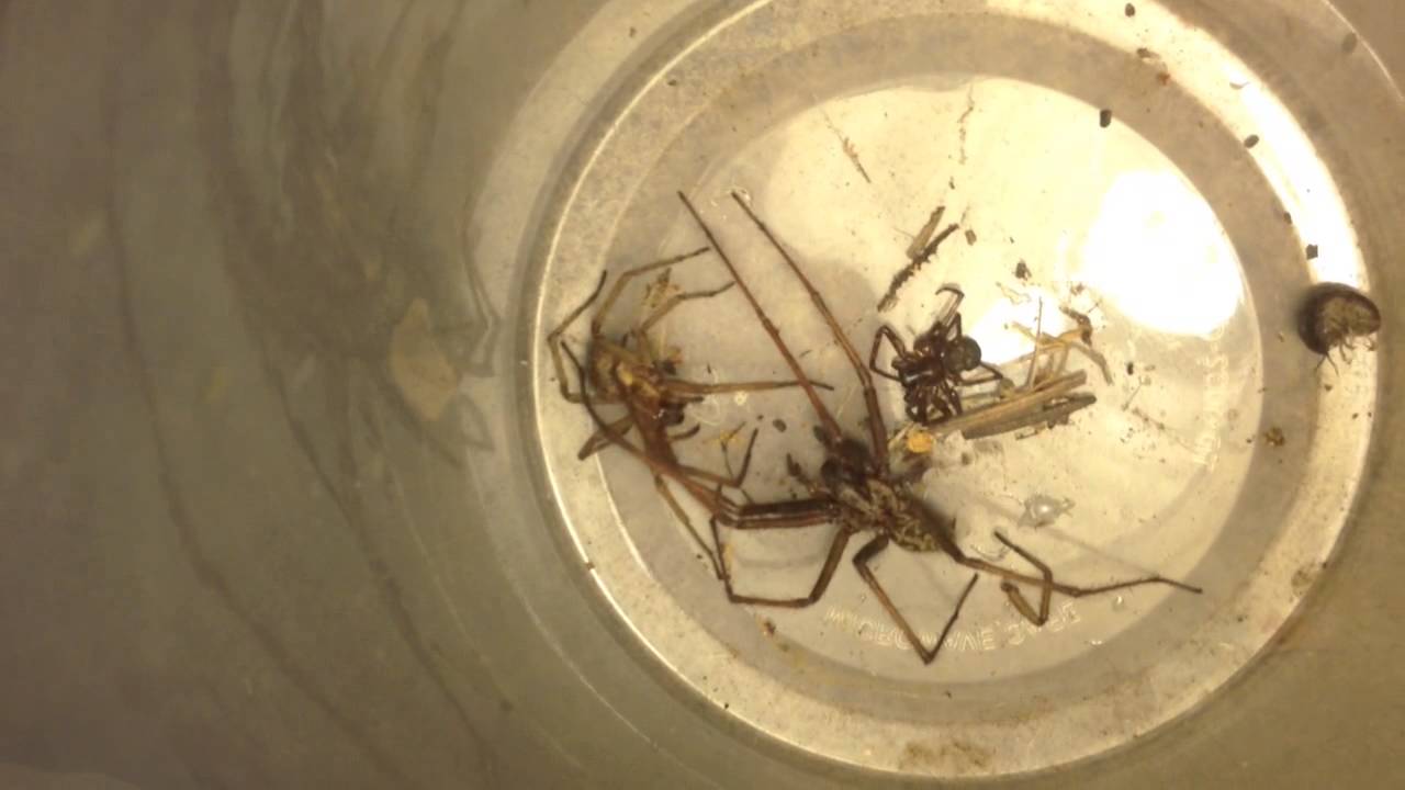 Spider Fight to After The Burial's "A Wolf Amongst Ravens" - YouTube
