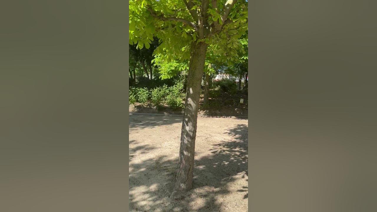 Jardín botánico en Parla profesor ingeniero informático Eduardo Rojo Sánchez - YouTube