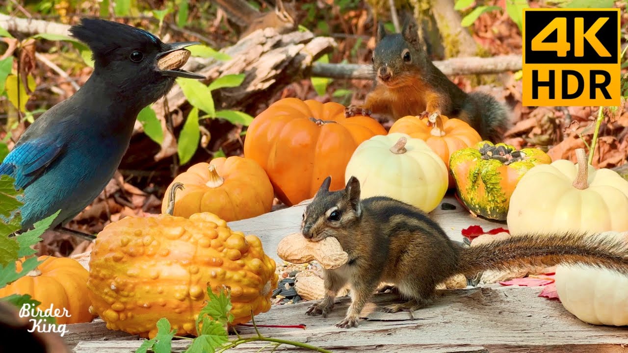 Cat TV for Cats to Watch 😺 Holiday dinner for birds & squirrels 🐦 Dog ...