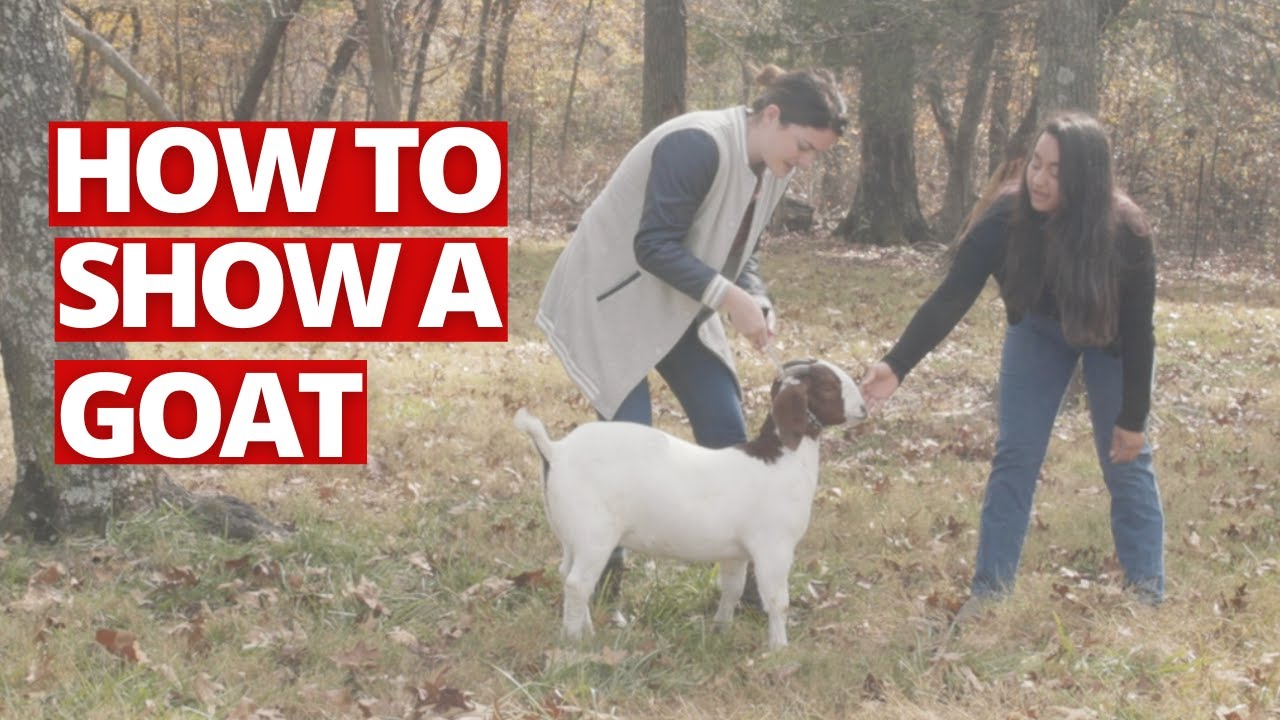 On The Farm with Jenny | How to Show a Goat - YouTube