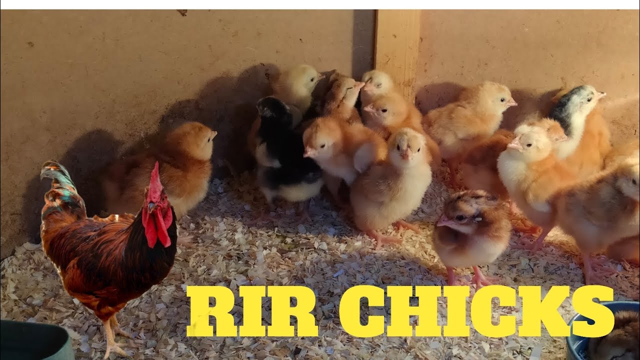 RIR CHICKS HEALTHY & ACTIVE - YouTube