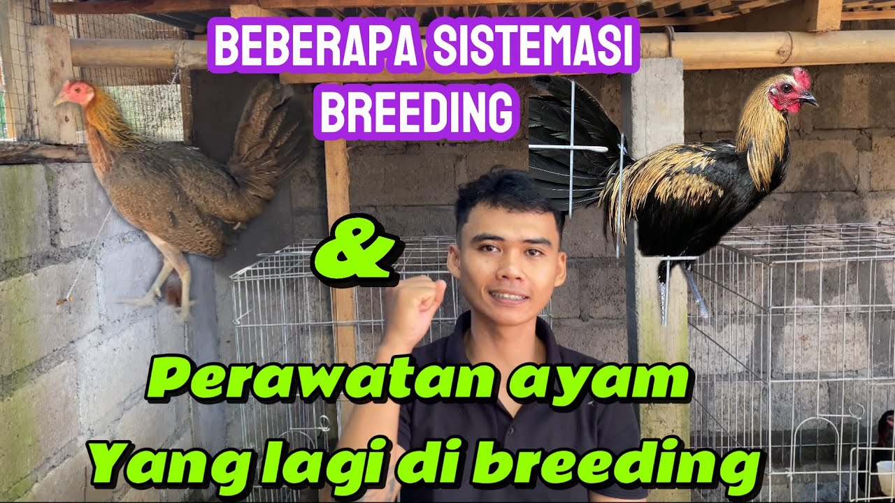 Cara merawat ayam yang lagi di breeding dan menjabarkan beberapa ...