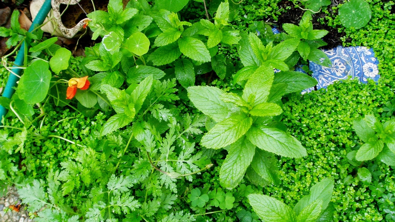 Mother Moon Monastery and Herb Farm Live Stream - YouTube