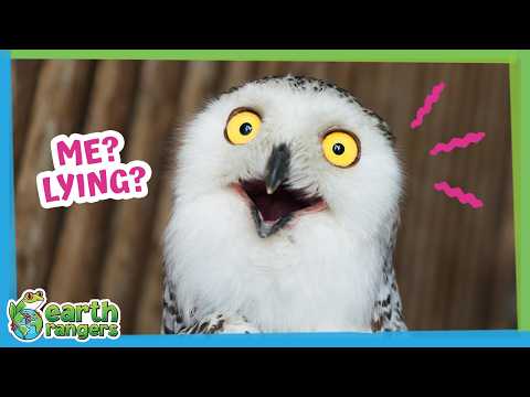 Can You Guess the Liar? 6 Rounds! | Earth Rangers