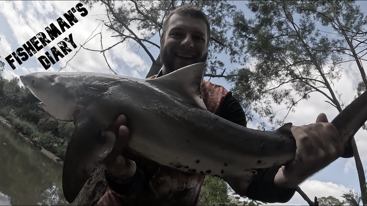 Double Logan River Bull Sharks - Landing It On His Head ~ Fisherman's ...