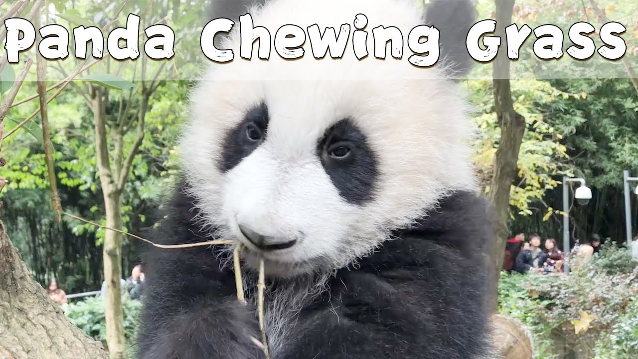 Cheng Lang Chewing Grass On Camera | iPanda - YouTube