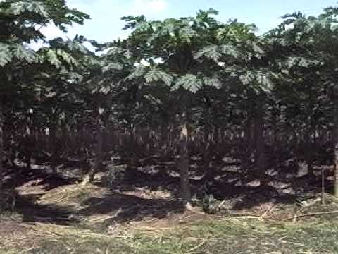 Ladang betik Tronoh - amalkan APB, tiada PD!.wmv