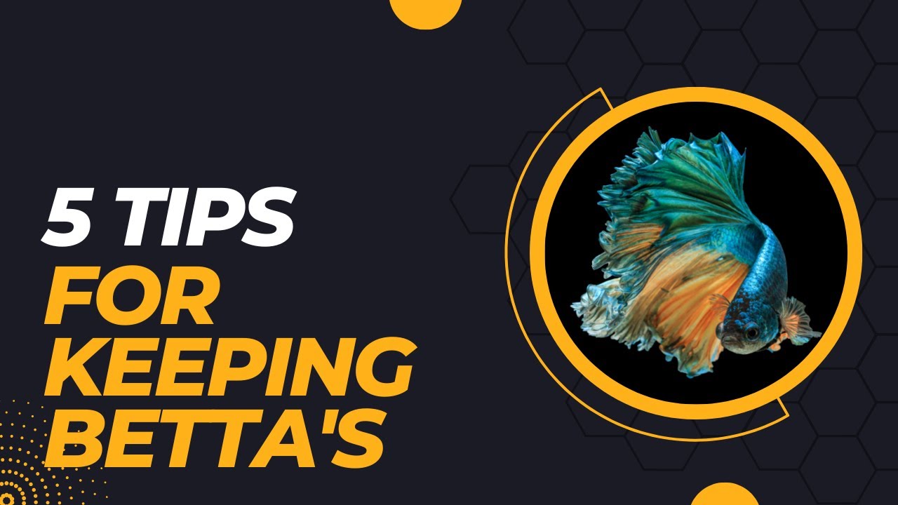 Betta fish 5 tips to keep them healthy! - YouTube
