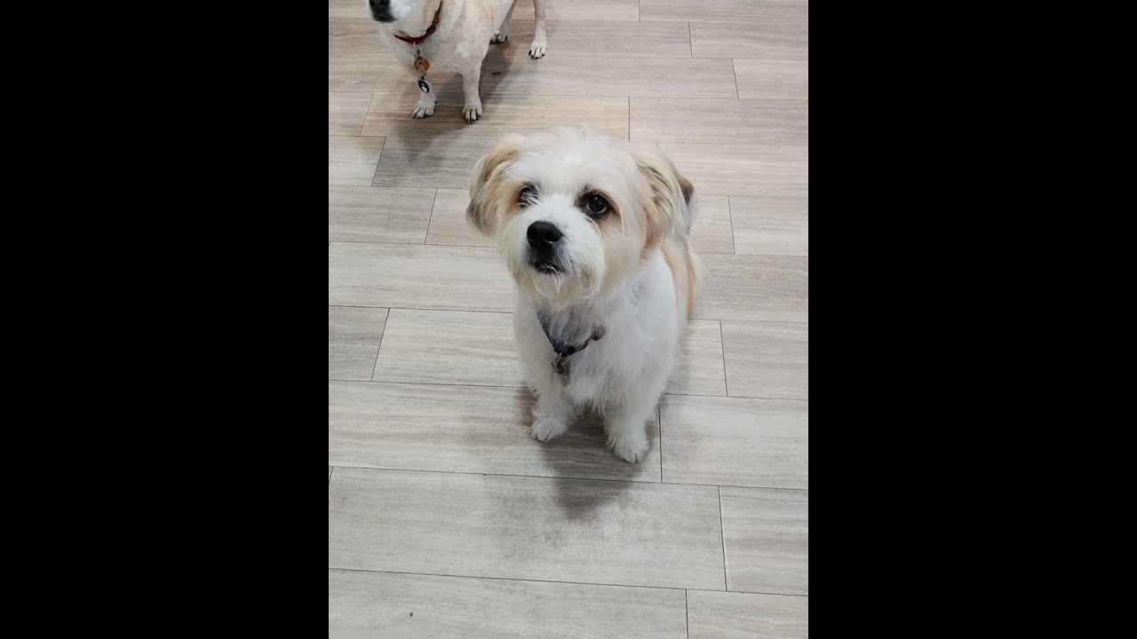 Bipolar Disorder and Anxiety - Service Dog Tragedy, I'm Sick of It ...