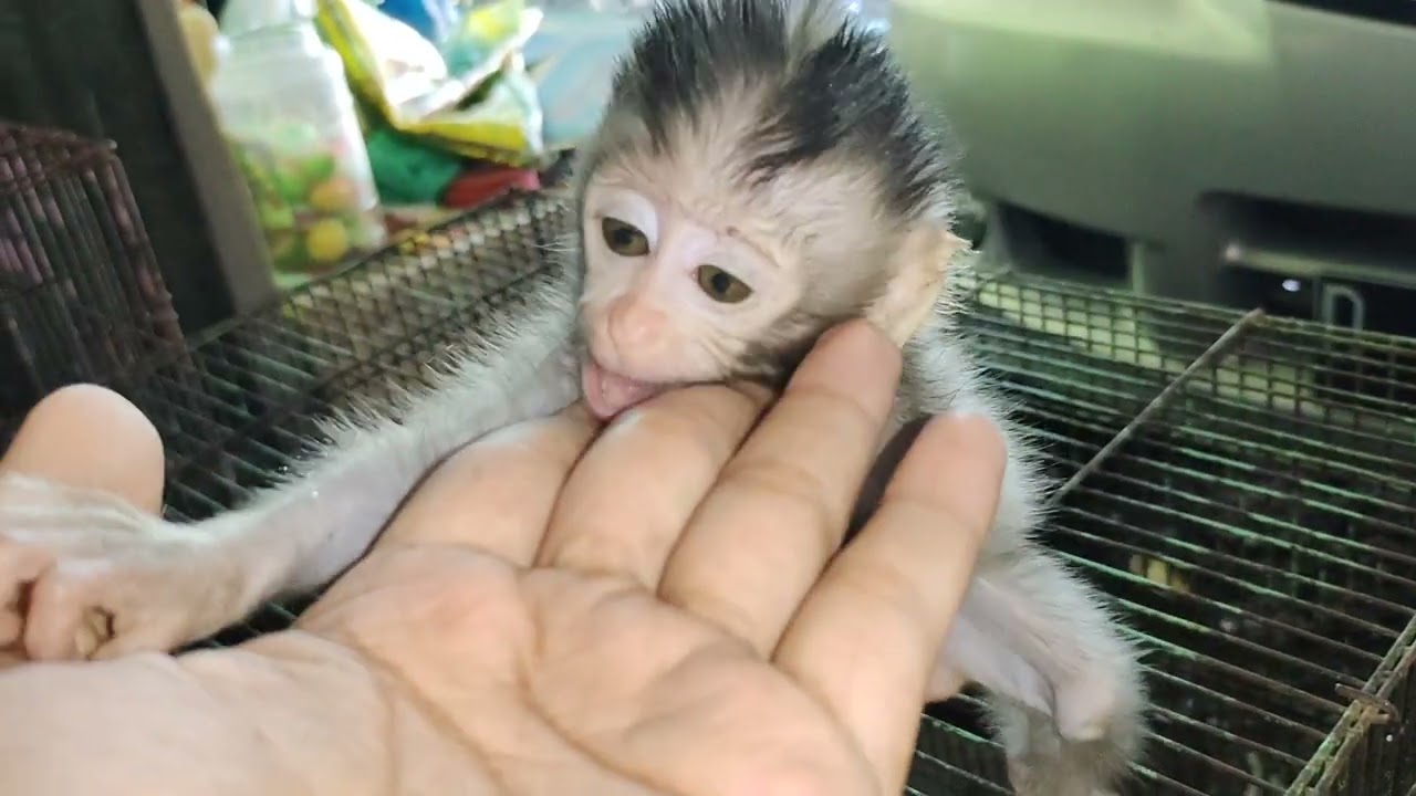 Baby monpai sangat nakal - YouTube