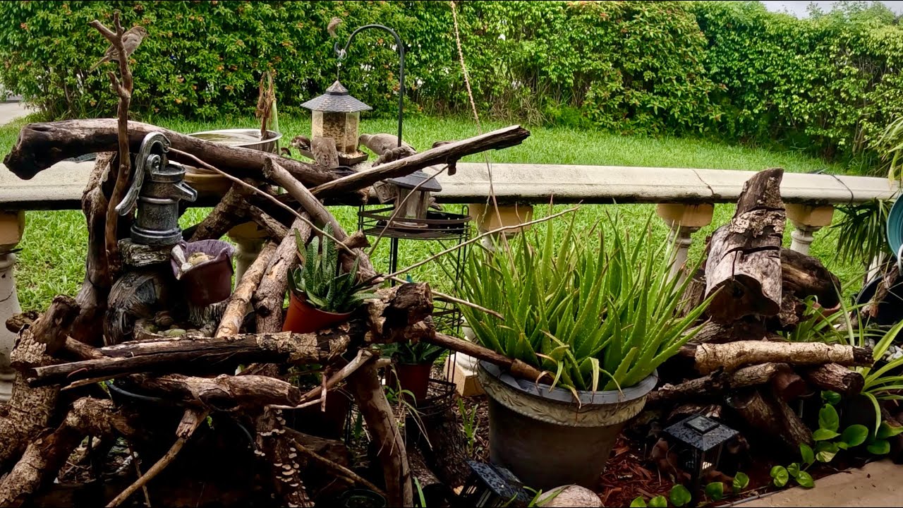 Bird Sanctuary: Braving The Storm Eurasian Collared Dove & Finches ...