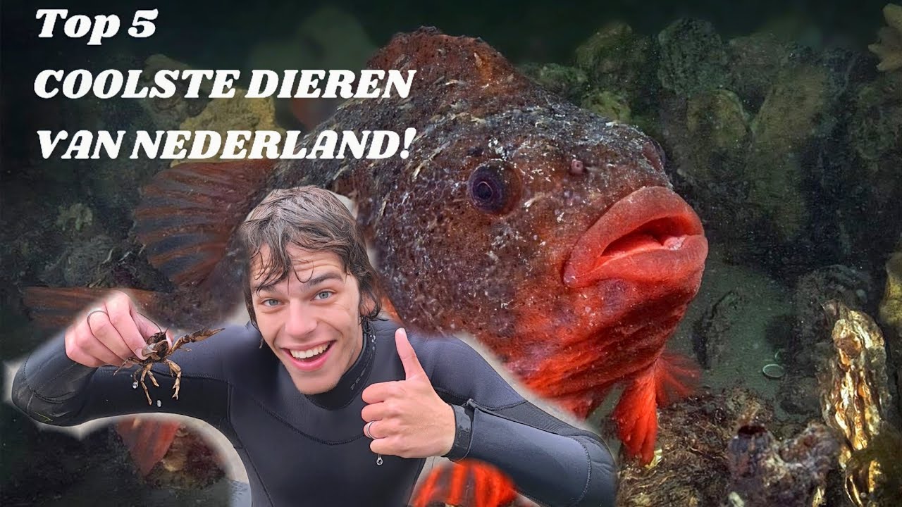 De Top 5 Coolste Dieren In Nederland!!!!!!!!!!! - YouTube