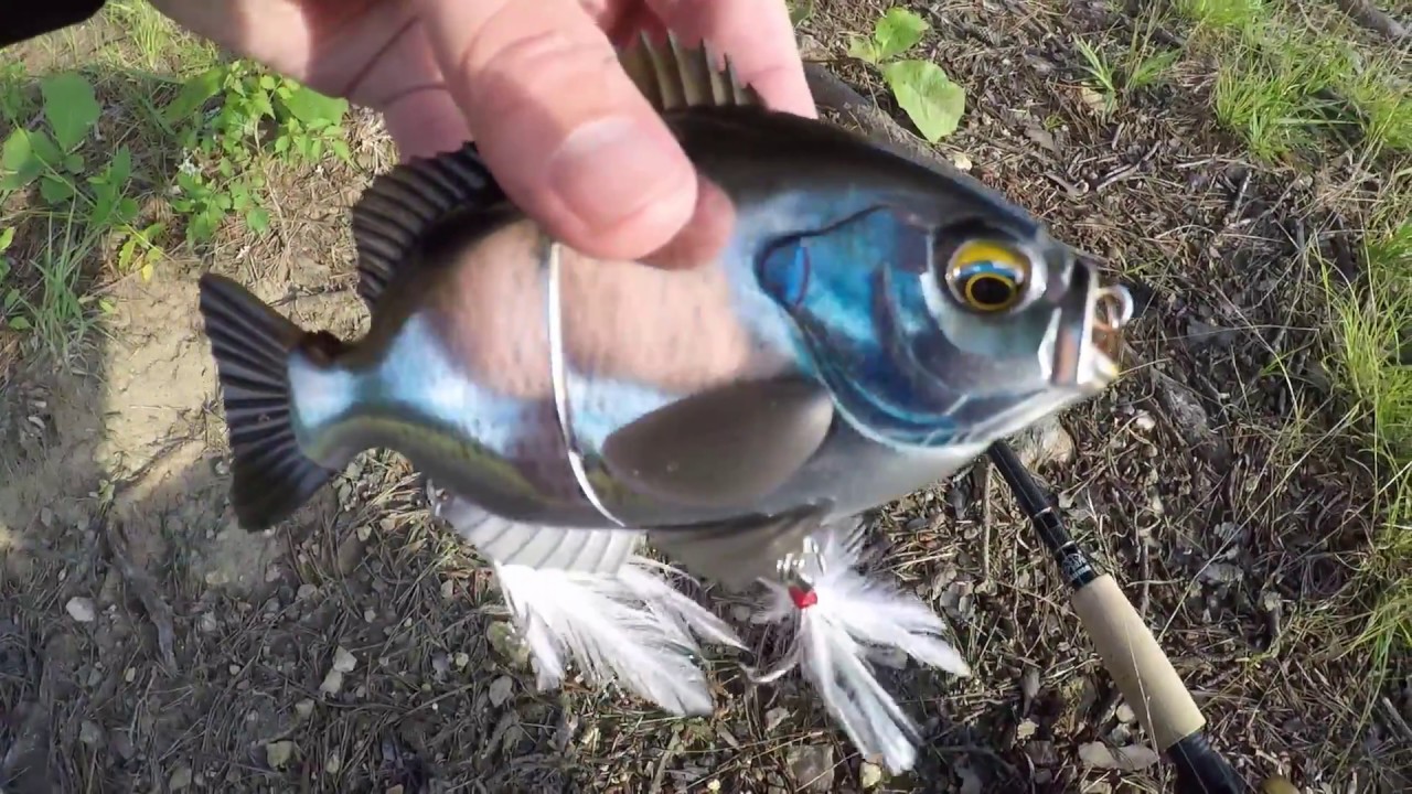 Evergreen Bream Slide has arrived!!! - YouTube