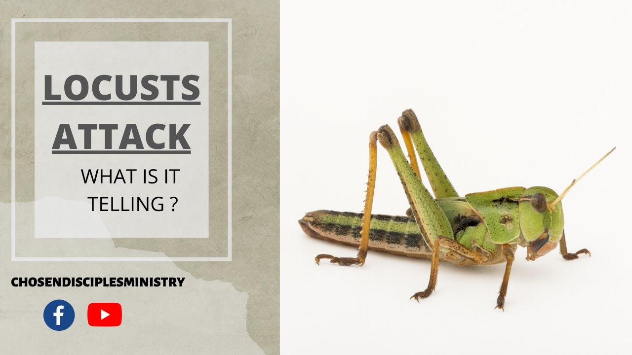 LOCUSTS ATTACK | WHAT IS IT TELLING US? | CHOSEN DISCIPLES | 1 June ...