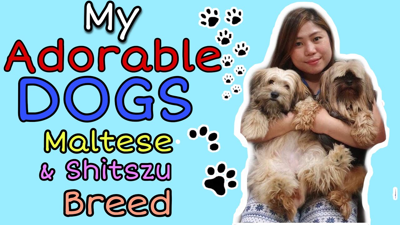 PLAYING TIME WITH MY ADORABLE DOGGIES/MEET MY PUPPIES - YouTube