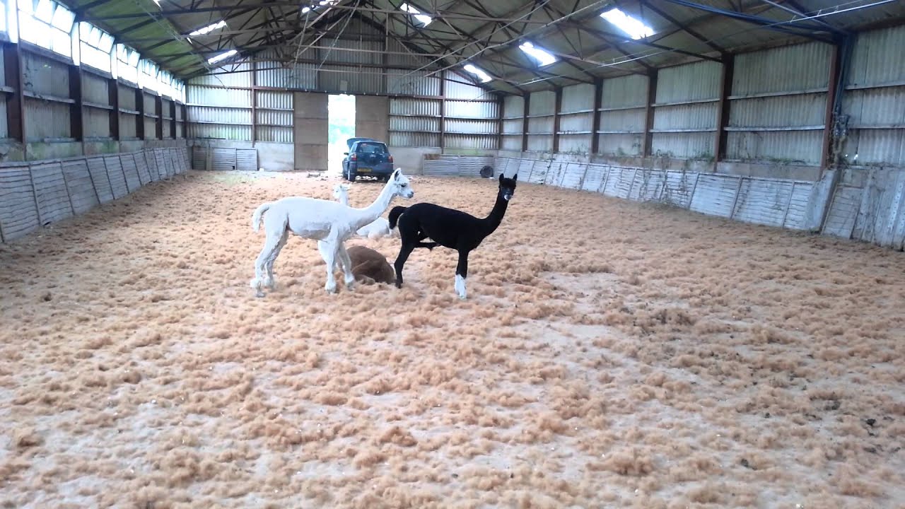 Dancing Alpaca's - YouTube