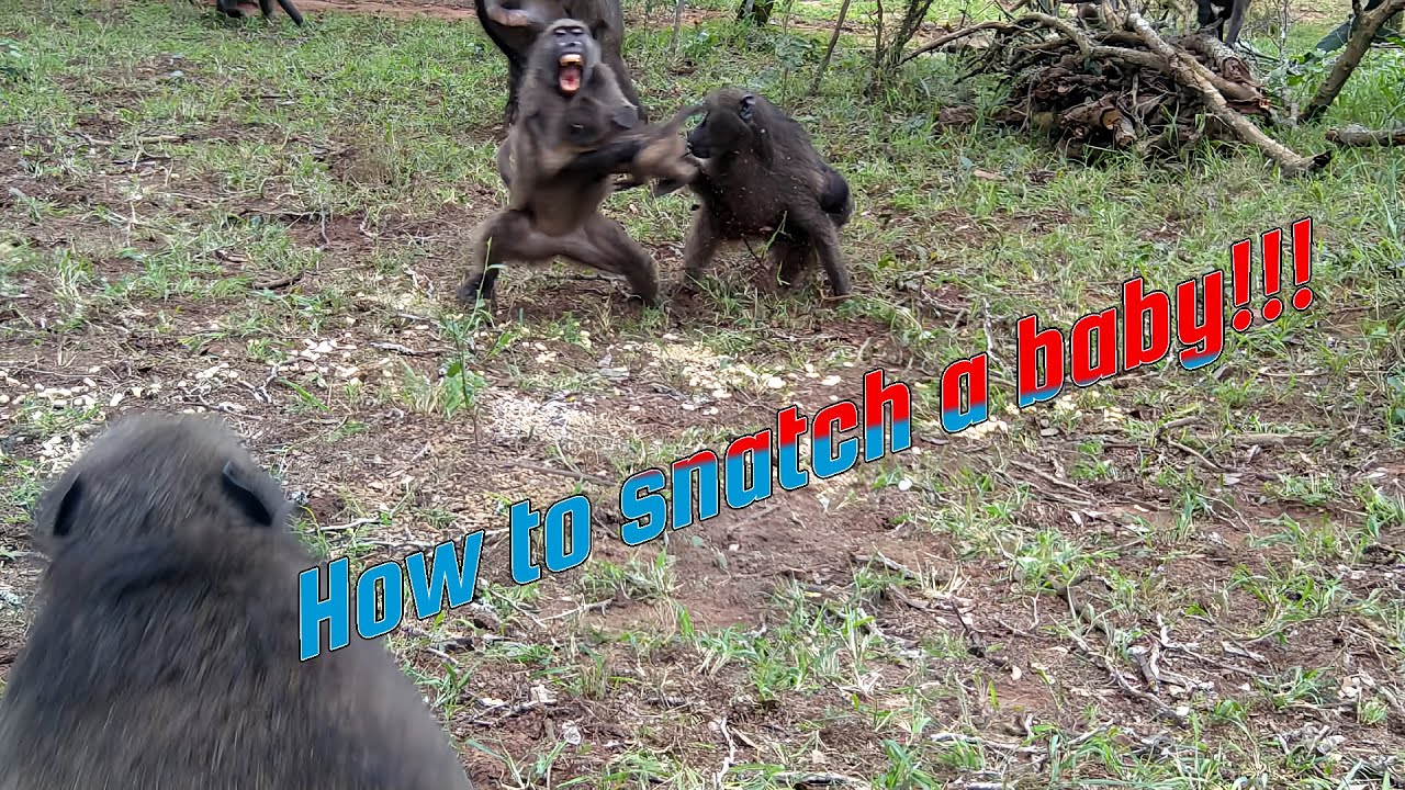 Slow-Mo Drama: Baboon Mother Snatches Her Baby in the Bobbejaan Gang ...