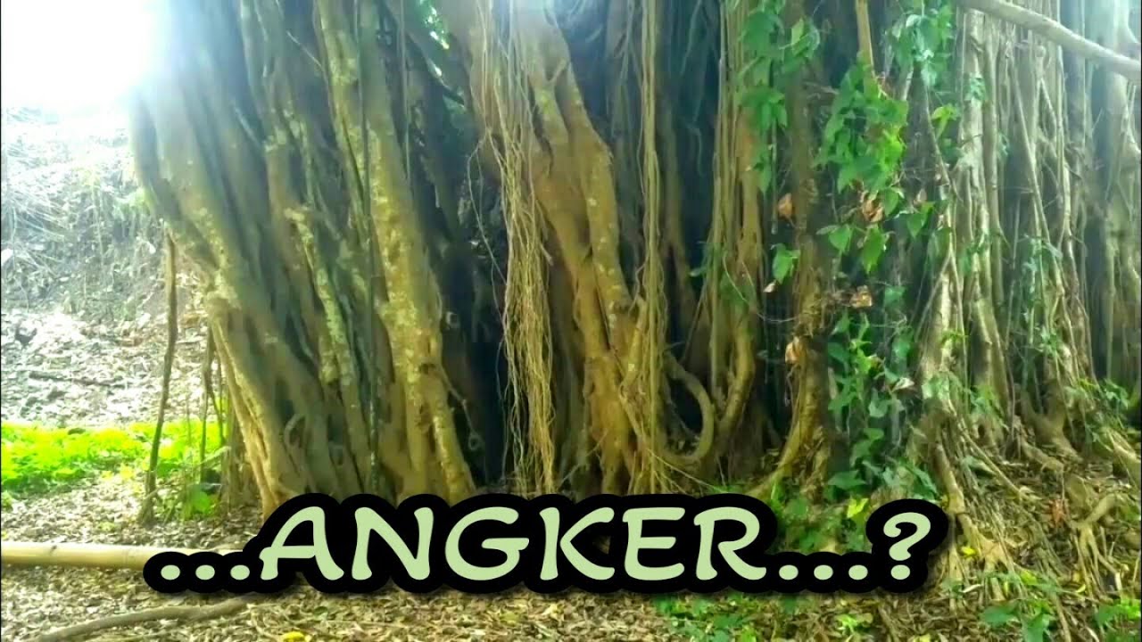 POHON BERINGIN ANGKER..! SUASANA PEMANDANGAN ALAM - YouTube
