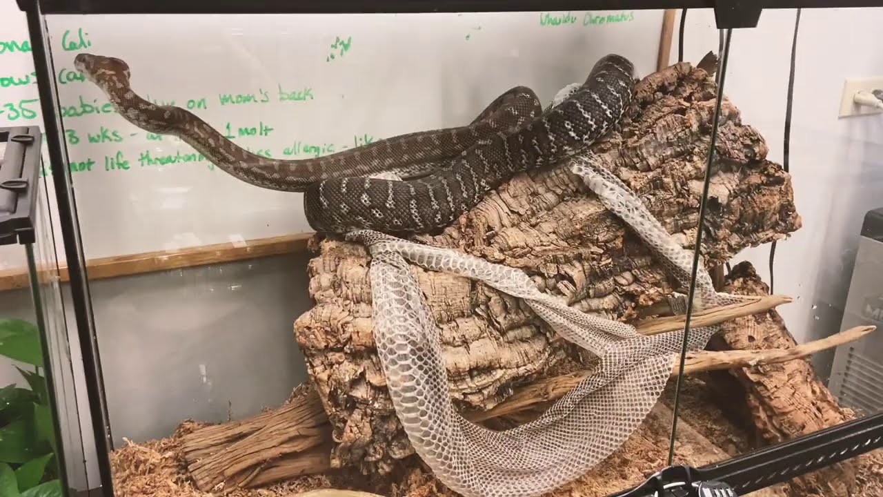 We caught our Bredli Python (Mr.Smithers) shedding! - YouTube