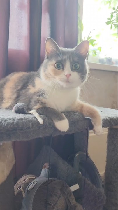 Кошка Соня #cat #смешныекоты - YouTube