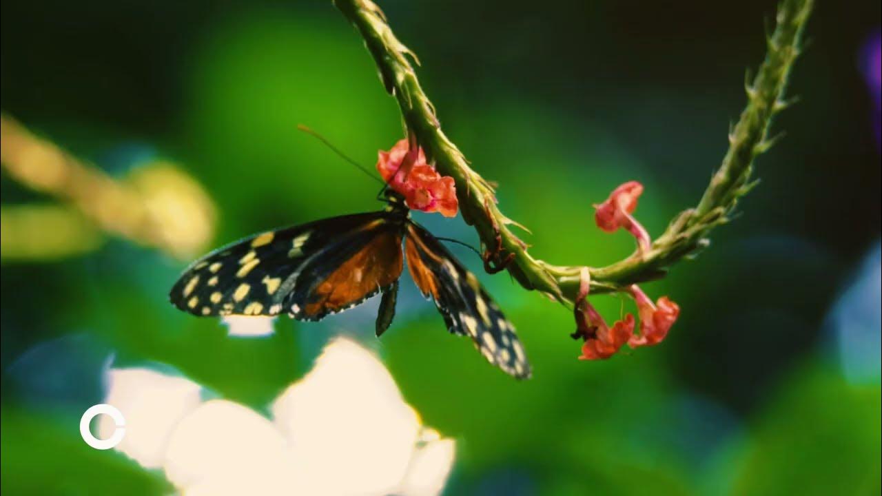 Exploring the Fascinating Facts About Butterflies in God's Creation ...