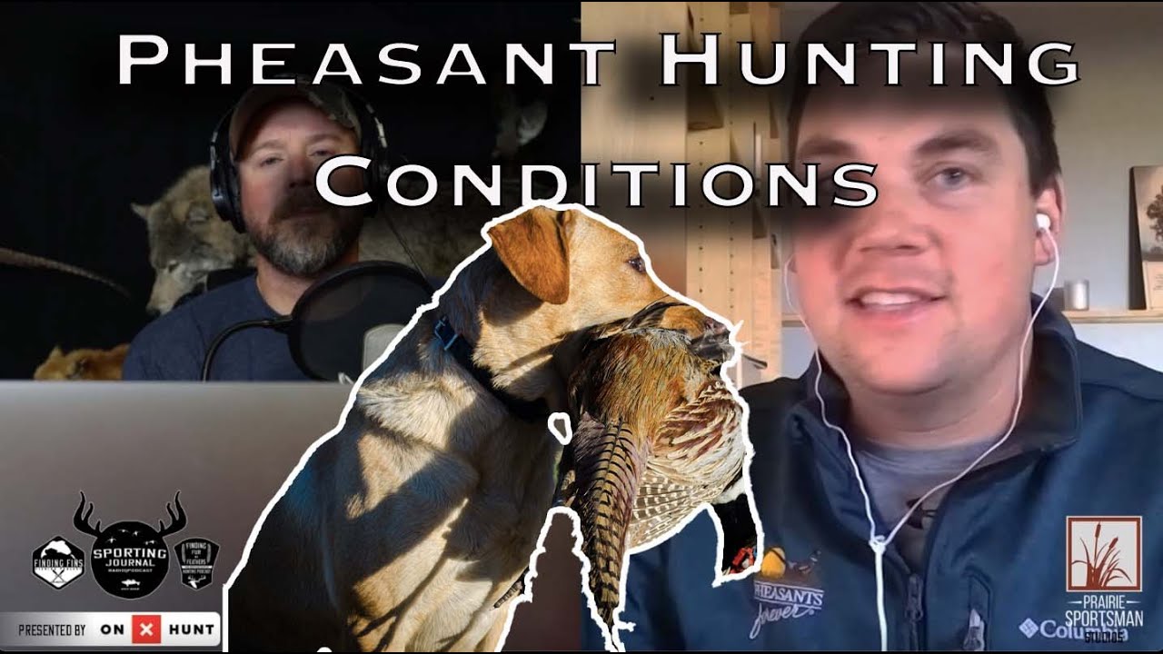 What are Pheasant Hunting Conditions Like Across the Midwest? - YouTube