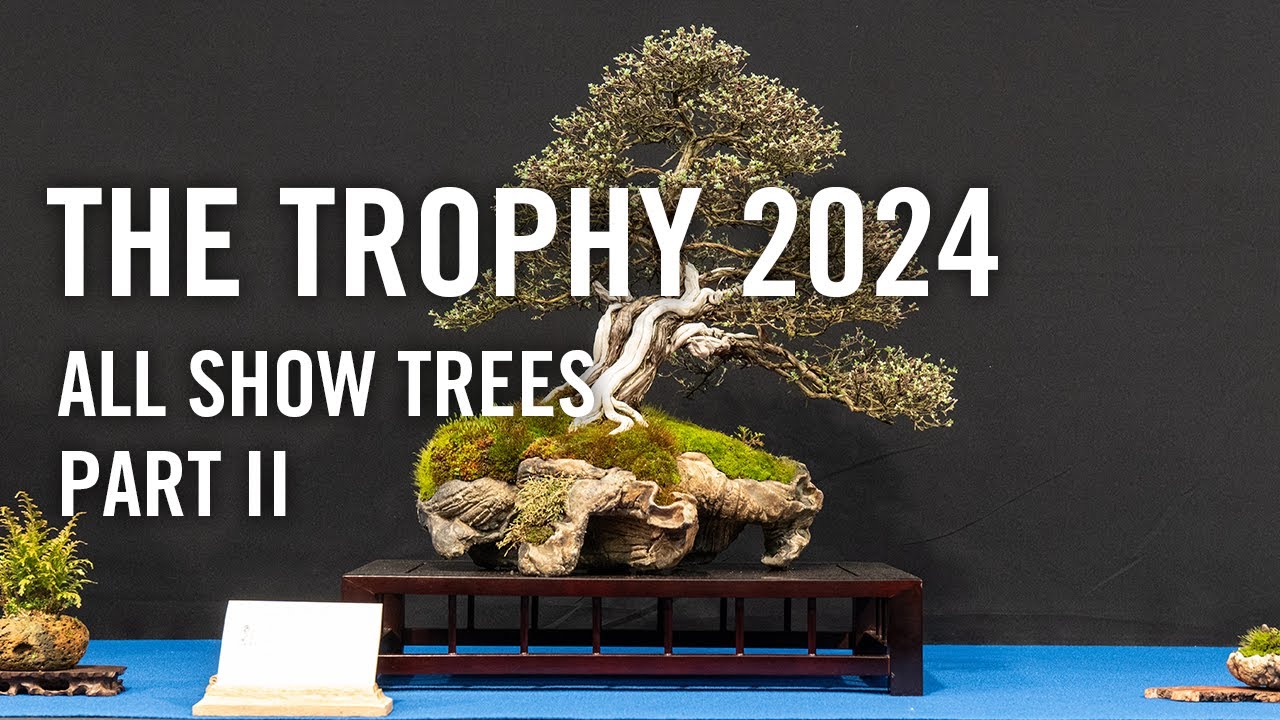 Bonsai Trophy 2024, all show trees part 2 - YouTube
