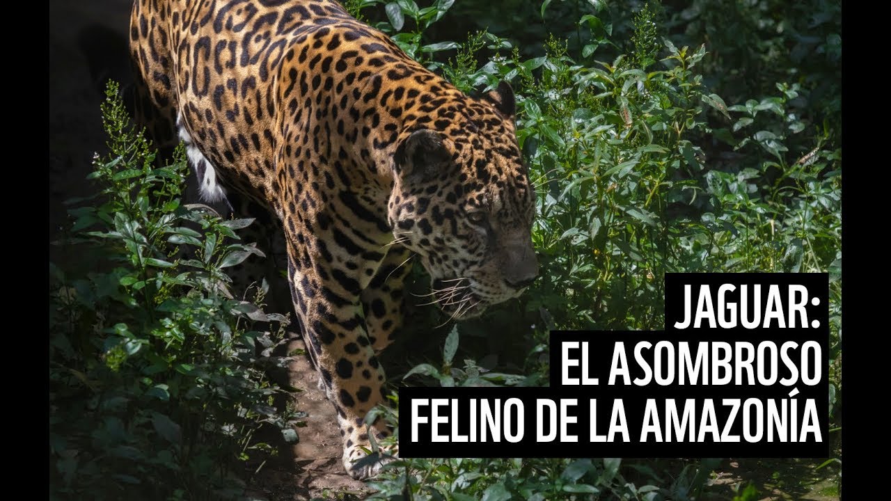 Jaguar: el asombroso felino de la Amazonía - YouTube