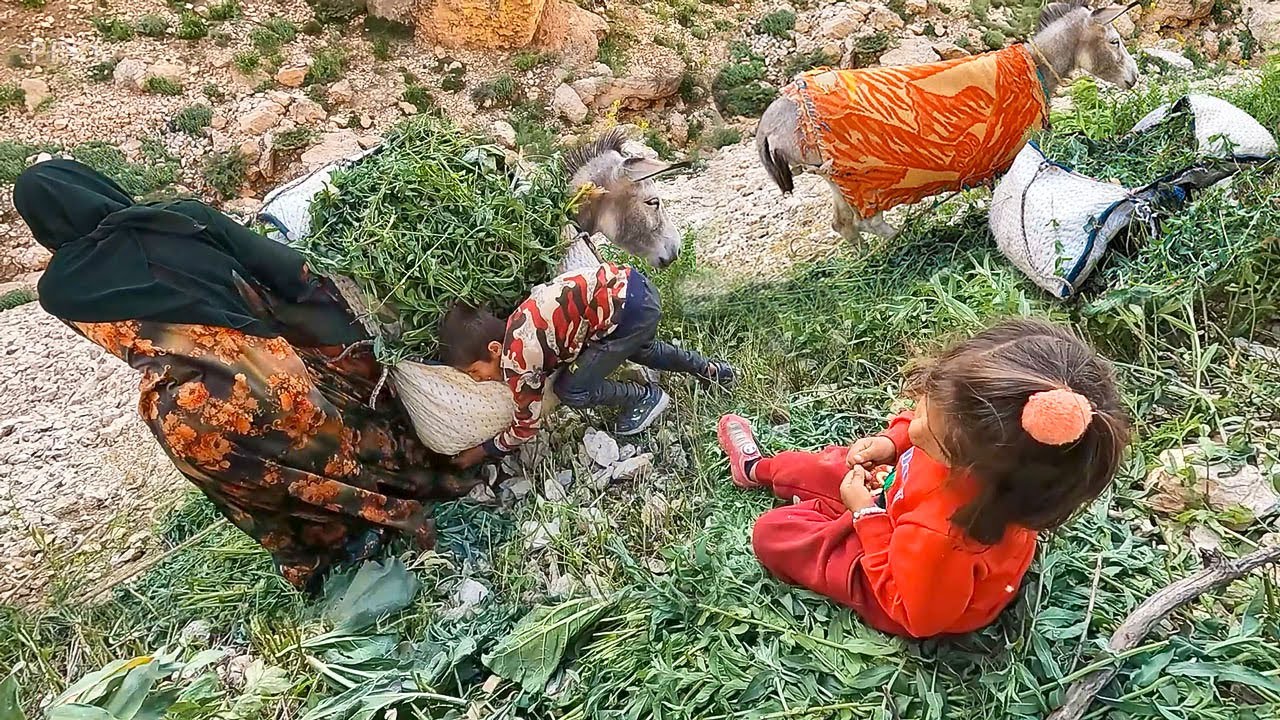 Transplantation of wild plants / cooperation of nomads and animals ...