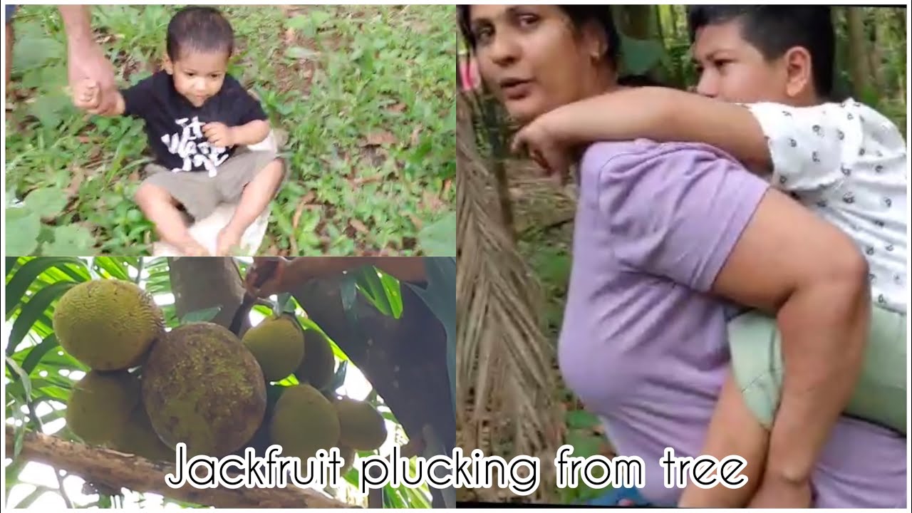 Jackfruit plucking from the backyard - YouTube